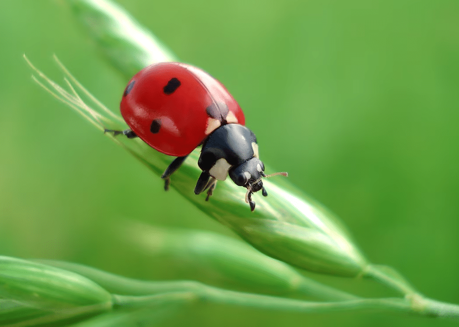 Ladybug Facts - Shred Right 4 Good